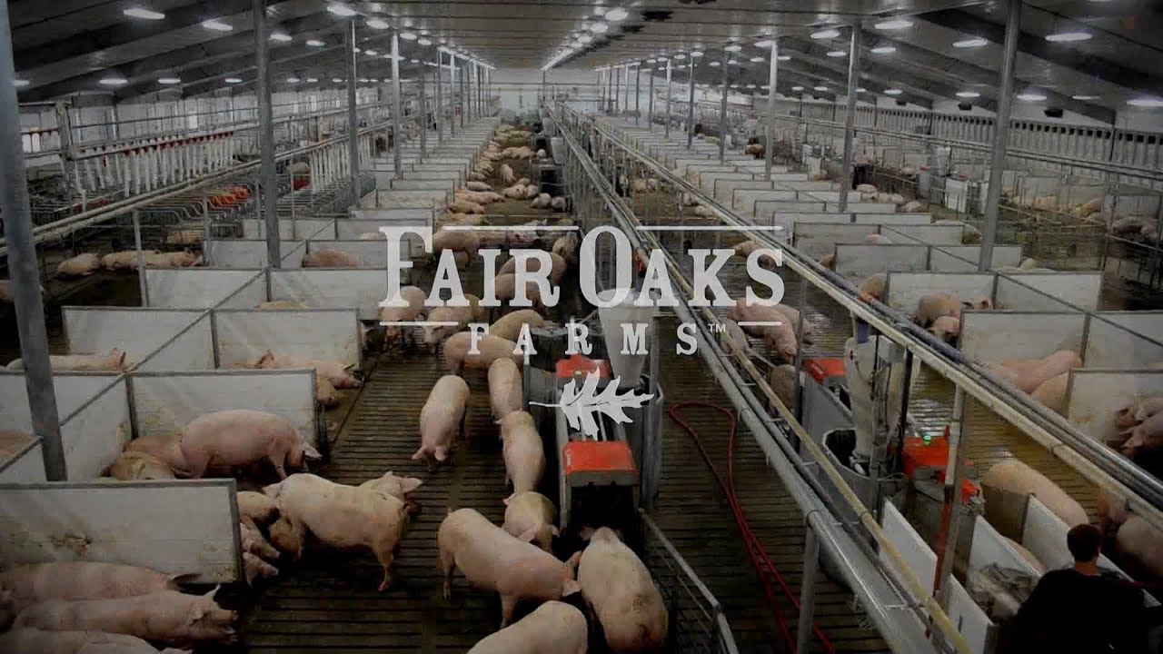 SCHAUER Agrotronic Equipment Pig Adventure Fair Oaks Farm YouTube schauer-agrotronic-equipment-pig-adventure-fair-oaks-farm-youtube
