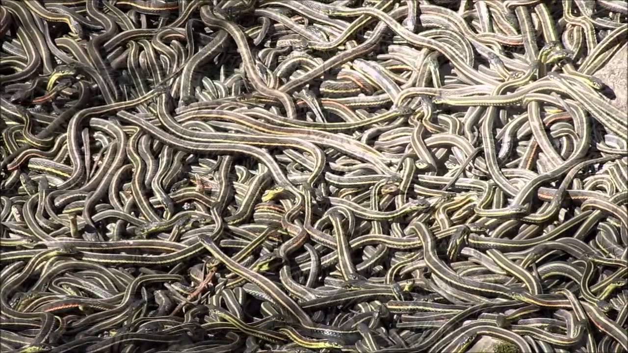 Living Carpet Of Snakes YouTube living-carpet-of-snakes-youtube