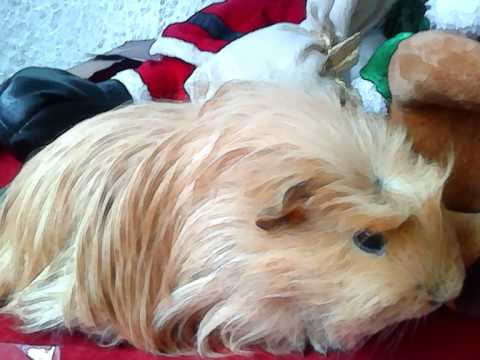 Cuyos peruanos - Imagui