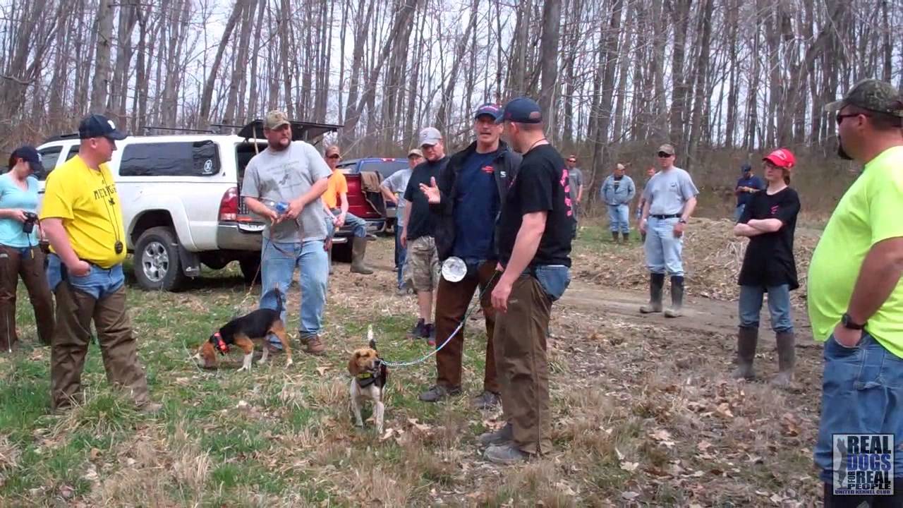 2014 UKC Hunting Beagle Nationals YouTube 2014-ukc-hunting-beagle-nationals-youtube