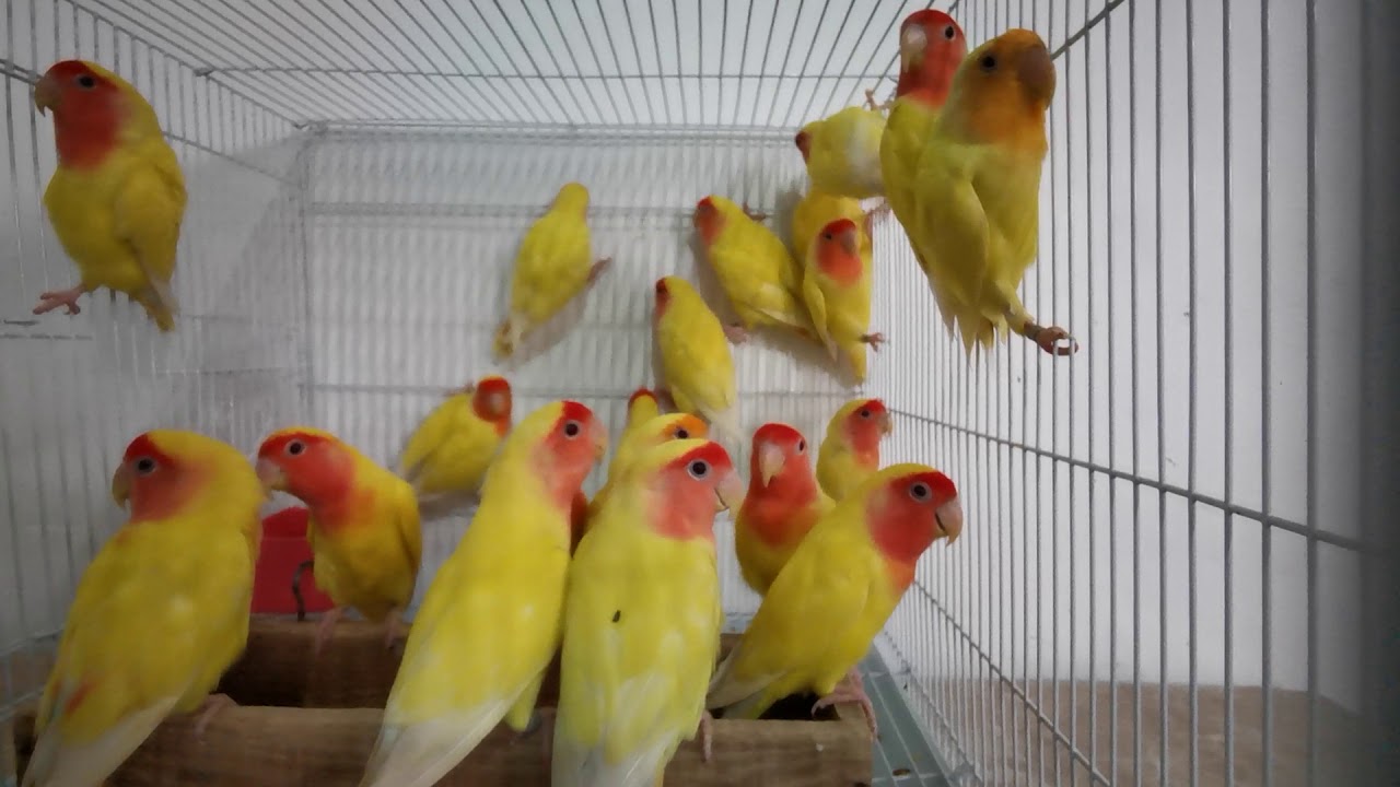 Agapornis Lutino Opalino