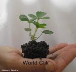 Bottle Garden The Incredible Self Watering Pop Grow System 2 - YouTube