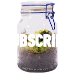 Making a Bottle Terrarium + Closed Terrarium Basics - YouTube
