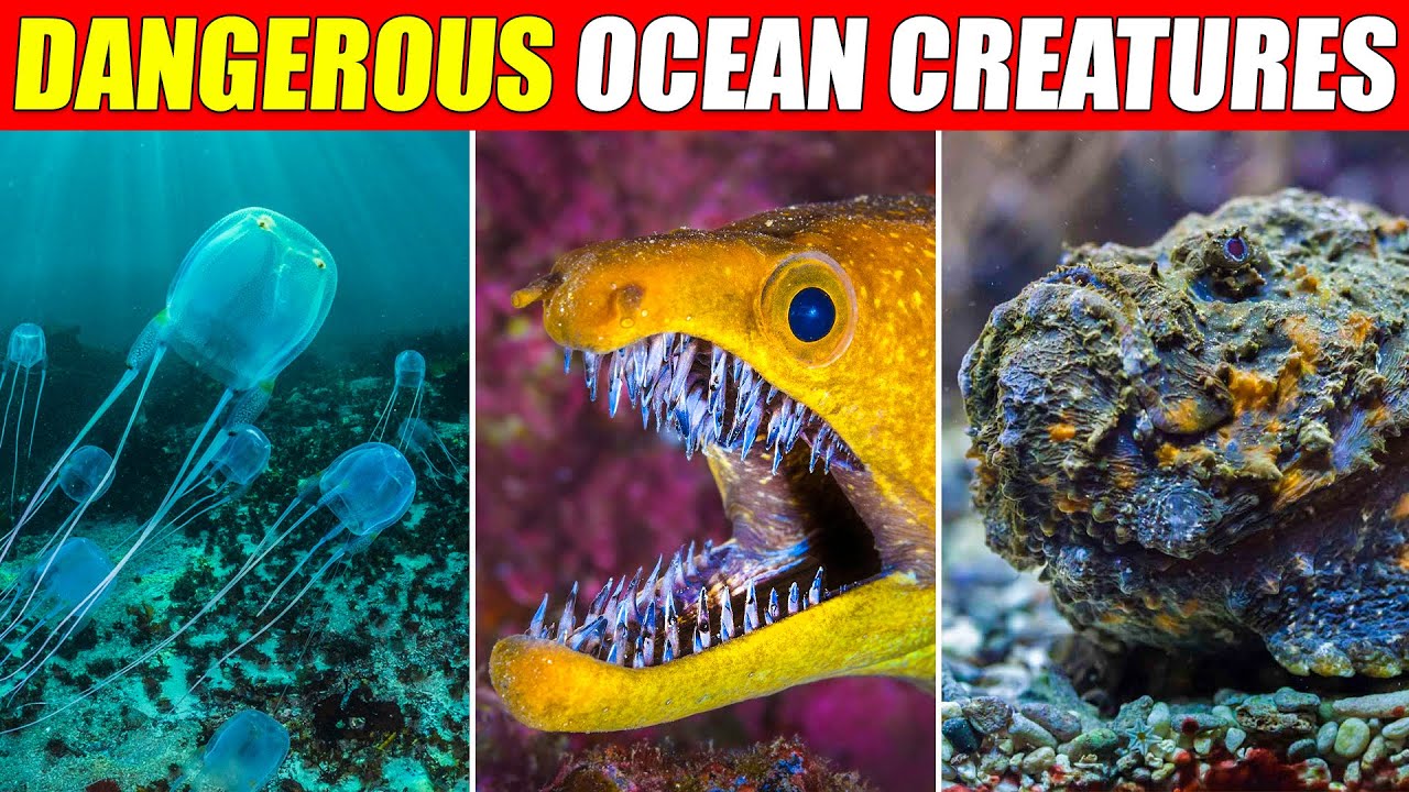 10 Most Dengerous Ocean Creatures🌊🦈 - YouTube