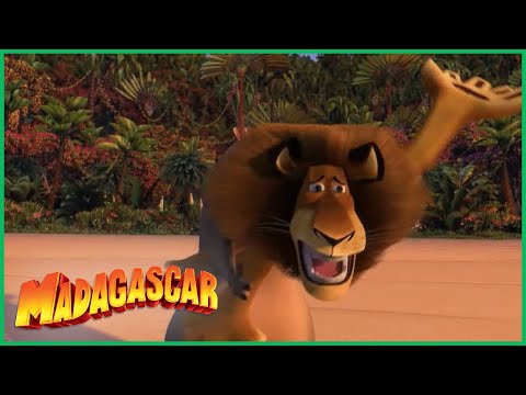 DreamWorks Madagascar em Português | Dividindo a Ilha | Desenhos Animados