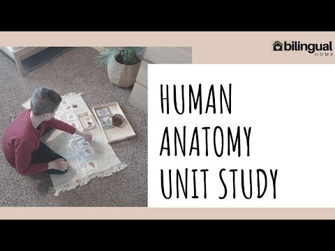 🫁 HUMAN ANATOMY Unit Study || Activities and Resources 🖨 - YouTube
