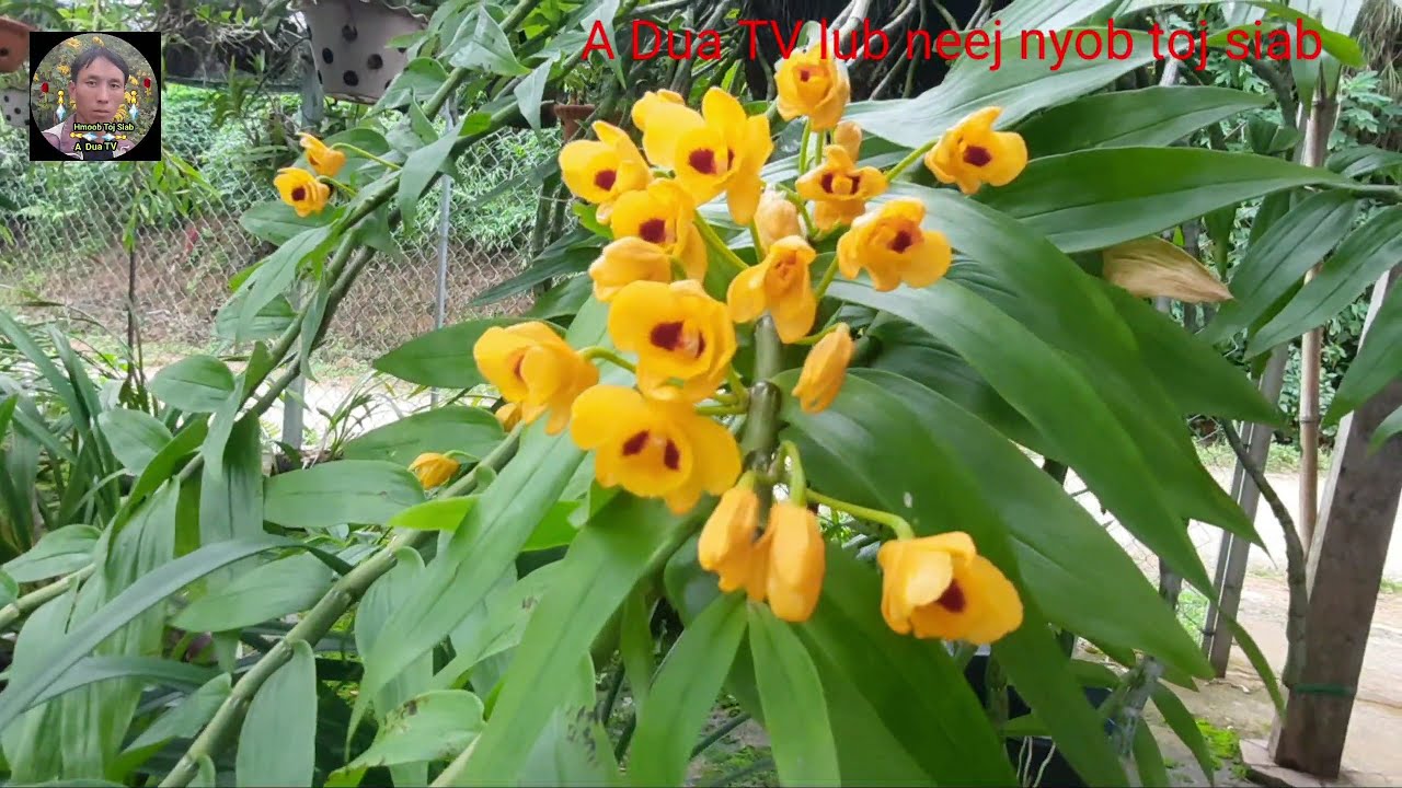 A Dua TV lub suab qeej - YouTube