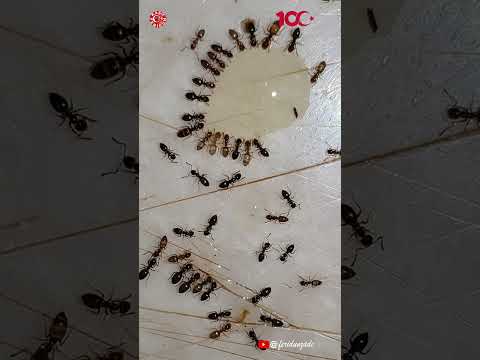Şeker Karıncalar İstilası | Nasıl mücadele edilir | #keşfet#karınca#ants #shortvideo #shorts #short