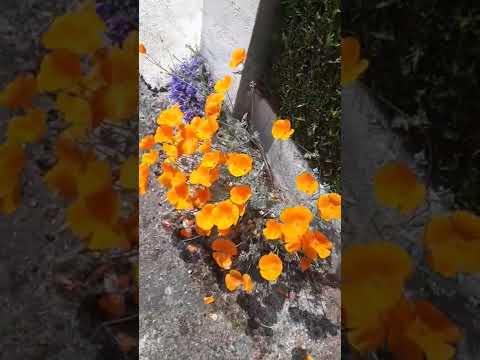 çiçek videoSu #flower #shortvideo