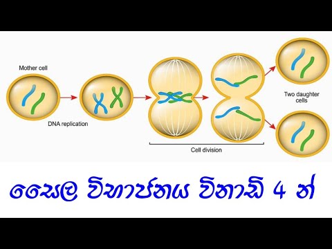 සෙෙල විභාජනය.cell division.විනාඩි 4න් ගොඩ යමු.from kaviyen science ...