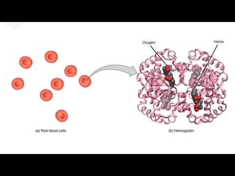 Transport of oxygen by haemoglobin #mdcat #zoology #xi - YouTube