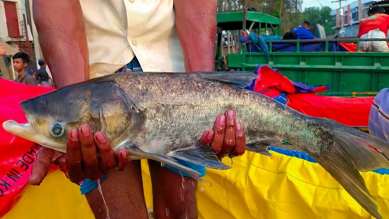 10 pounds Big Brikat fish United States of America - YouTube