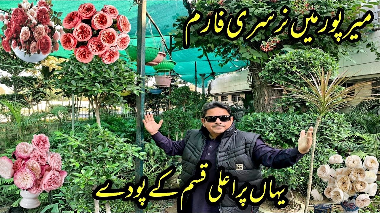 New Evergreen Nursey Farm || Mirpur Azad Kashmir F2 ||🥳🌾🪴 - YouTube
