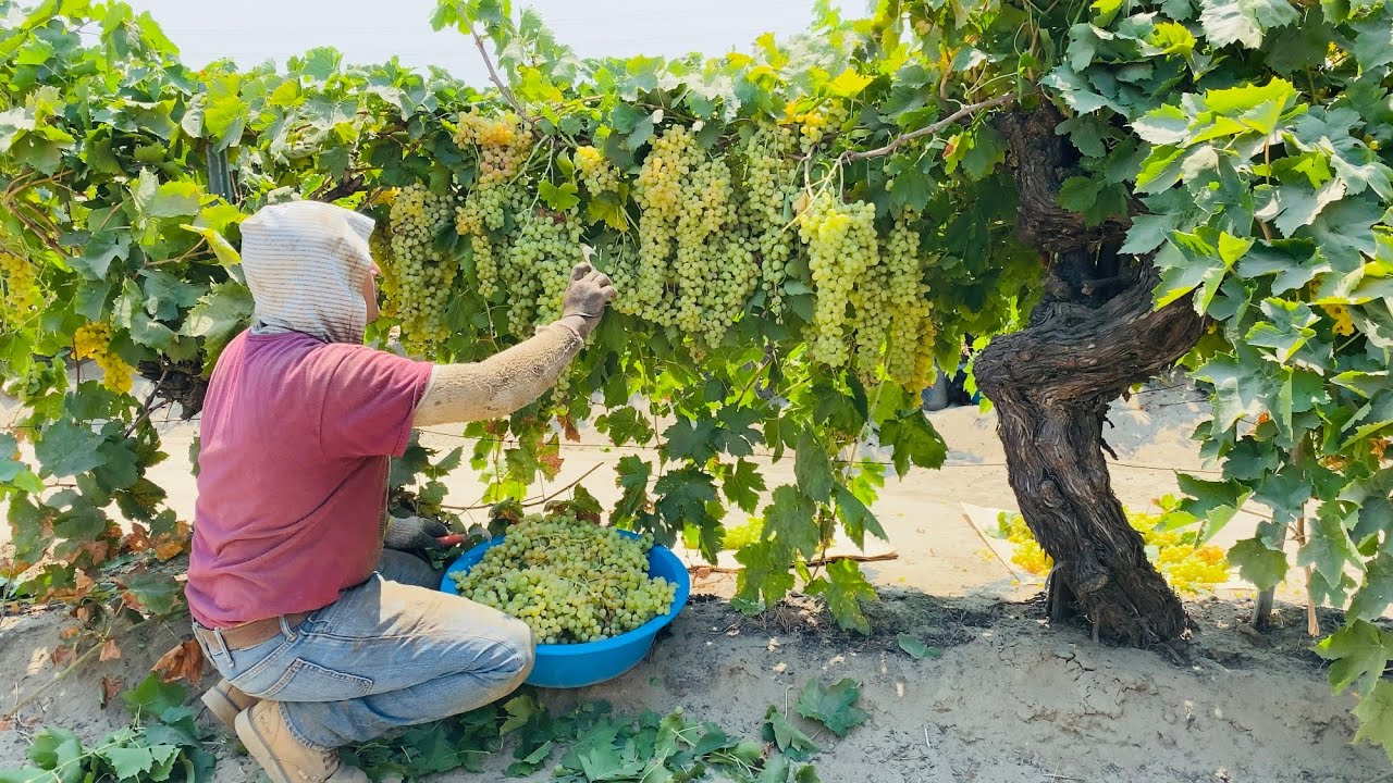 INCREÍBLE COSECHA DE UVA 🍇 Por Contrato en California / AMAZING GRAPES ...