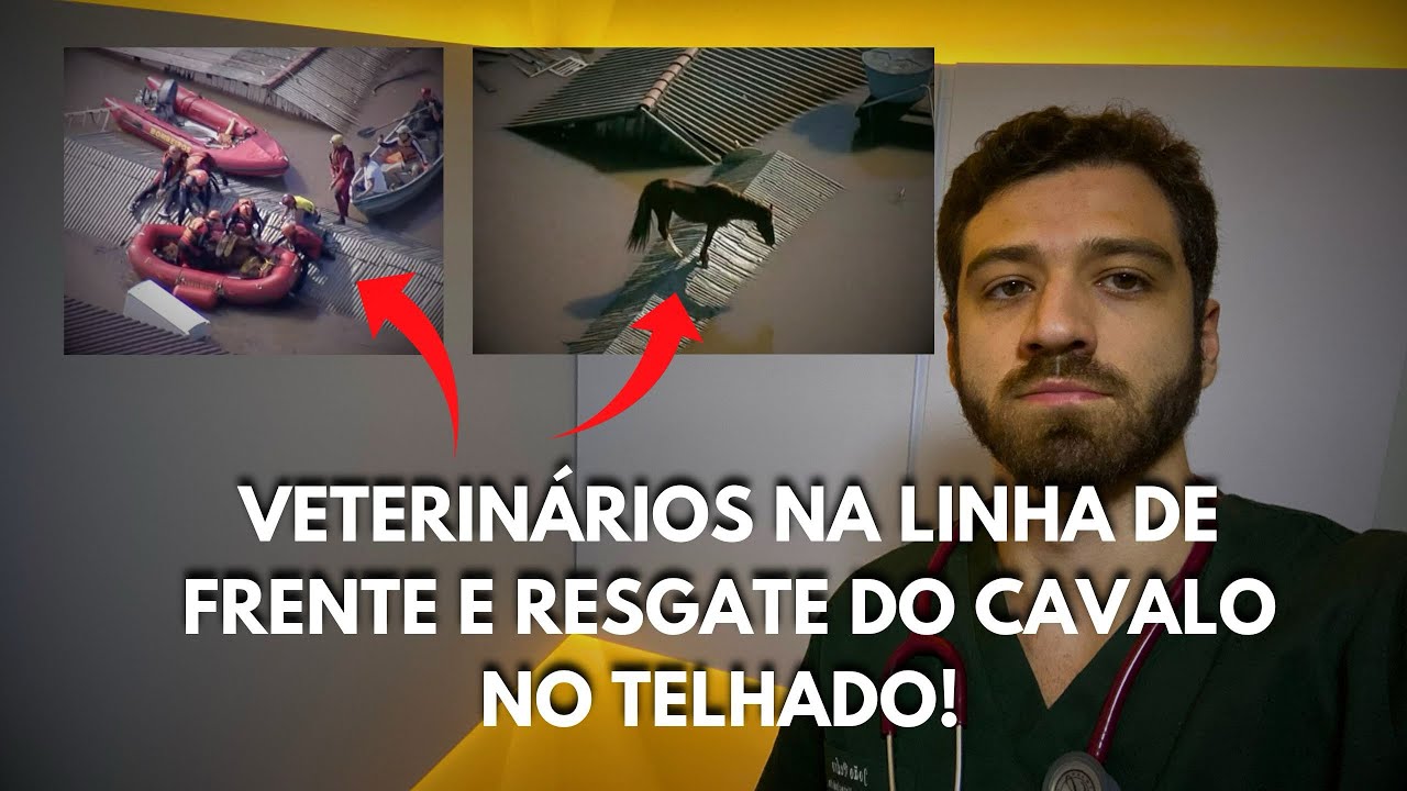 Situação REAL dos Veterinários da linha de frente das ENCHENTES e ...