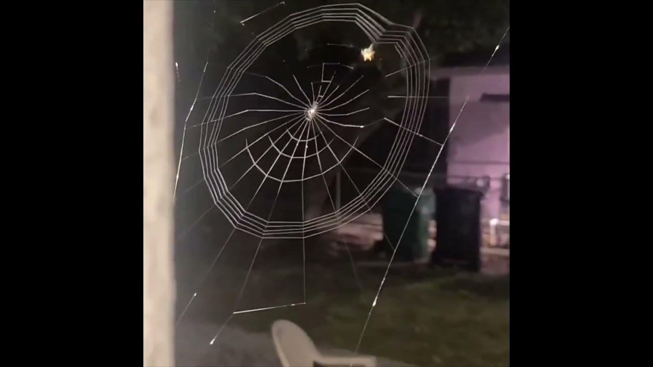 Super Power Of Spider Silk Youtube