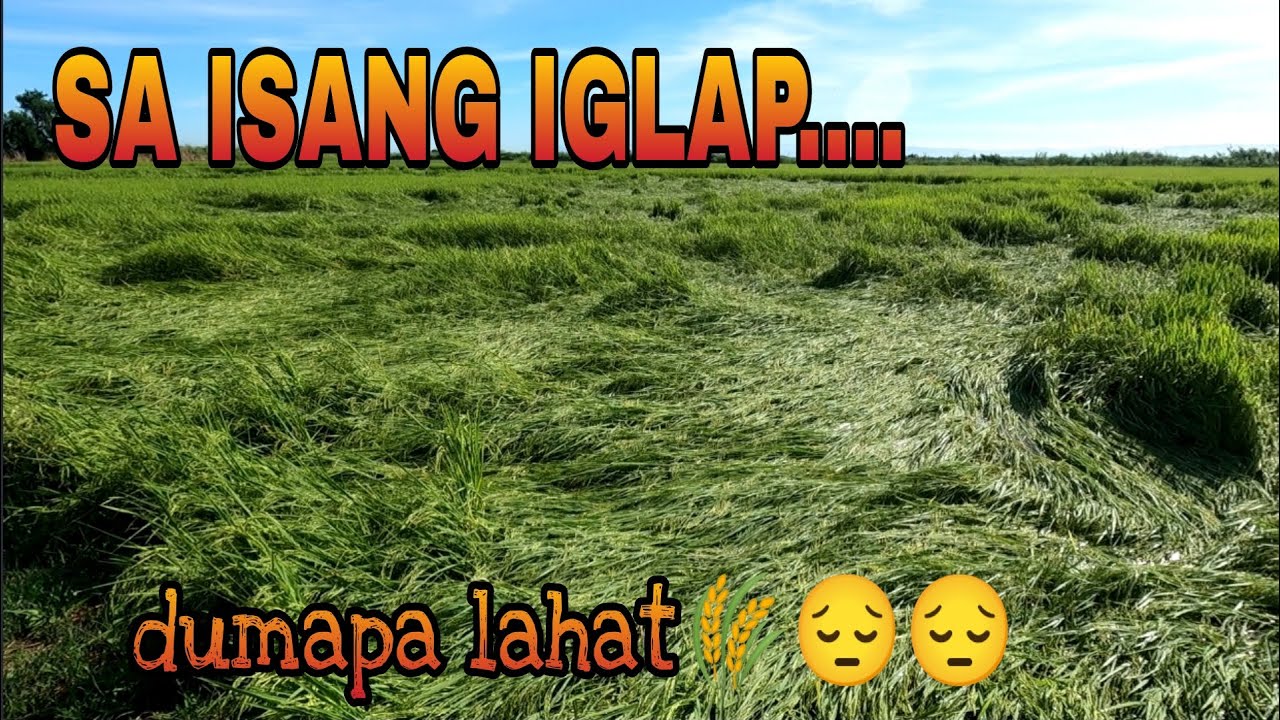 EPS228| SA ISANG IGLAP DUMAPA LAHAT 🌾😔😔 - YouTube