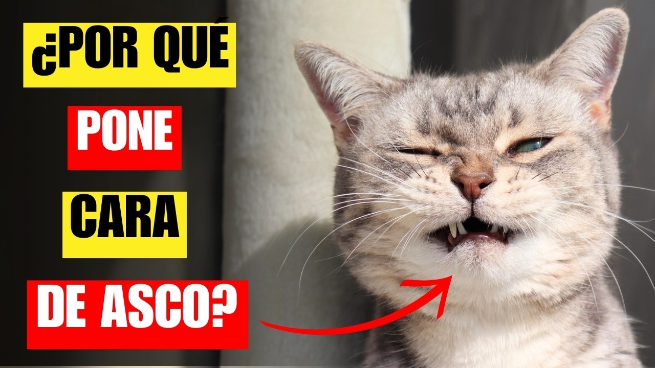 5 SECRETOS detrás de la CARA DE ASCO de tu gato | ¿Por qué lo hace tu ...