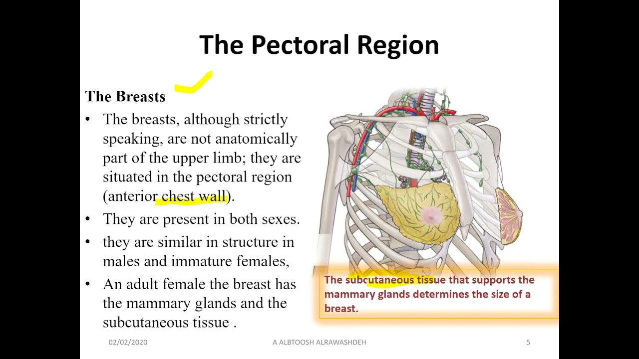 Upper limb 1 - Pectoral region and it muscles - YouTube