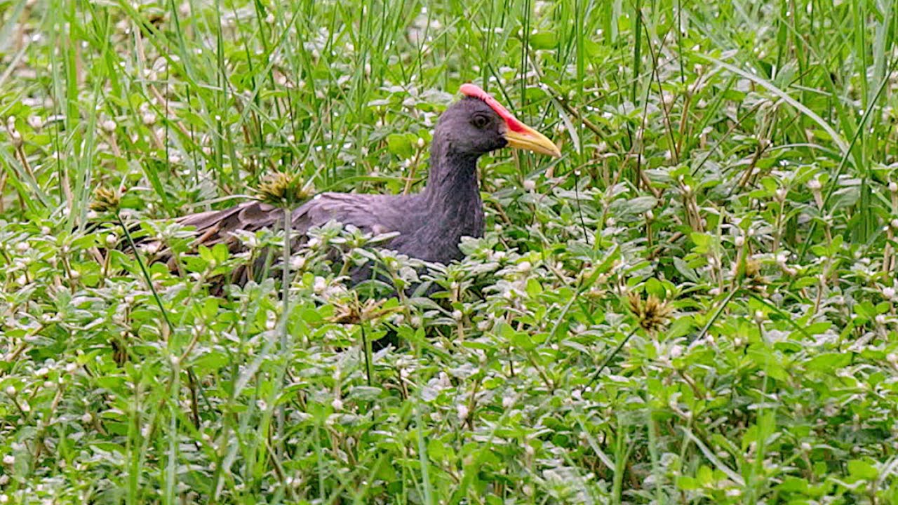 Watercock 董雞 - YouTube