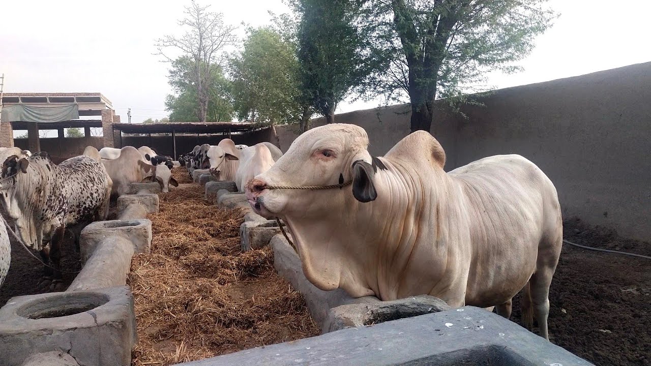 Aziz Cattle farm and palai center in pakistan - YouTube