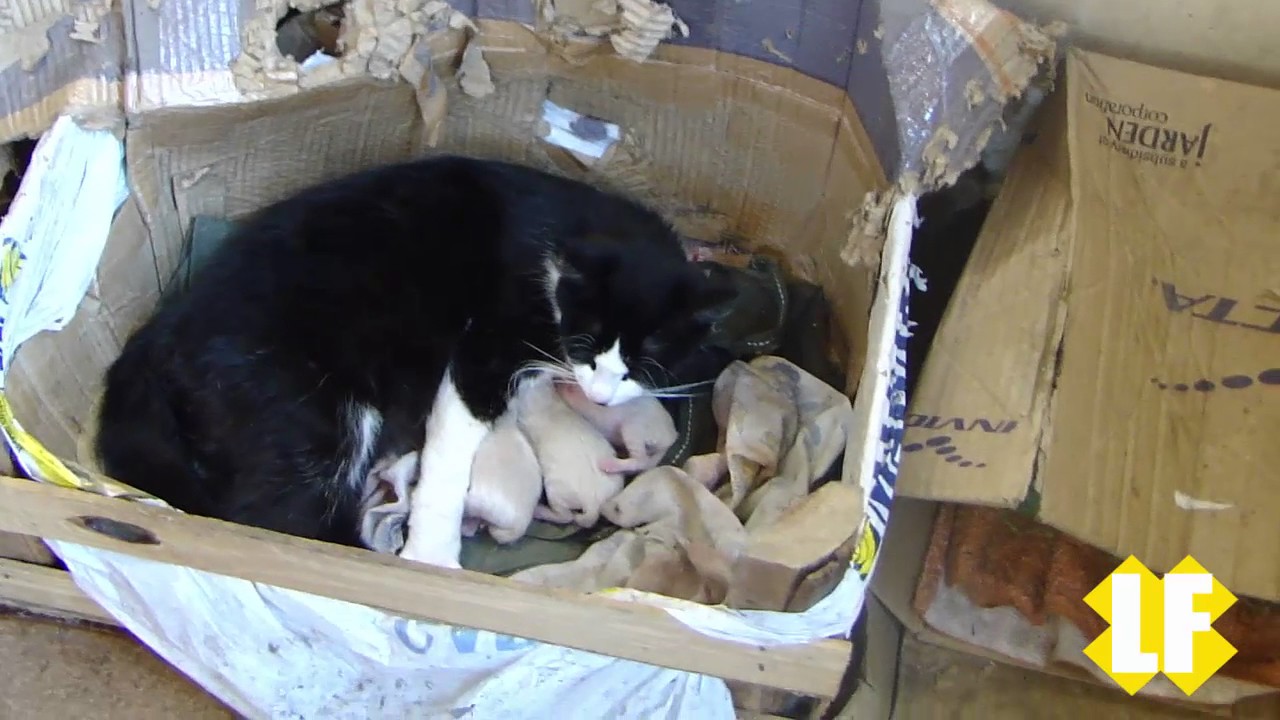 FAMÍLIA DE GATOS!! Nascimento de 4 gatinhos!! - YouTube