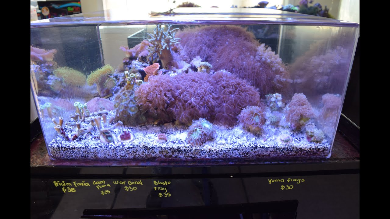 The Waterfall Aquarium! - YouTube