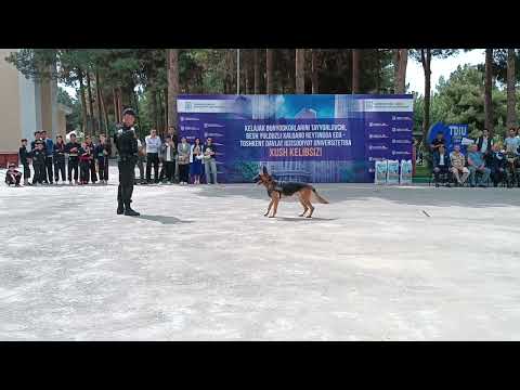 Harbiy xizmatchilarning aqlli itlari | o'g'rini ushlovchi itlar