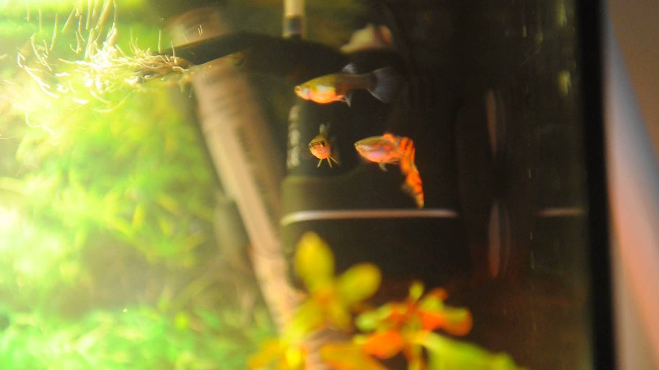 Male guppy still try to mate when Female already has black gravid spot ...