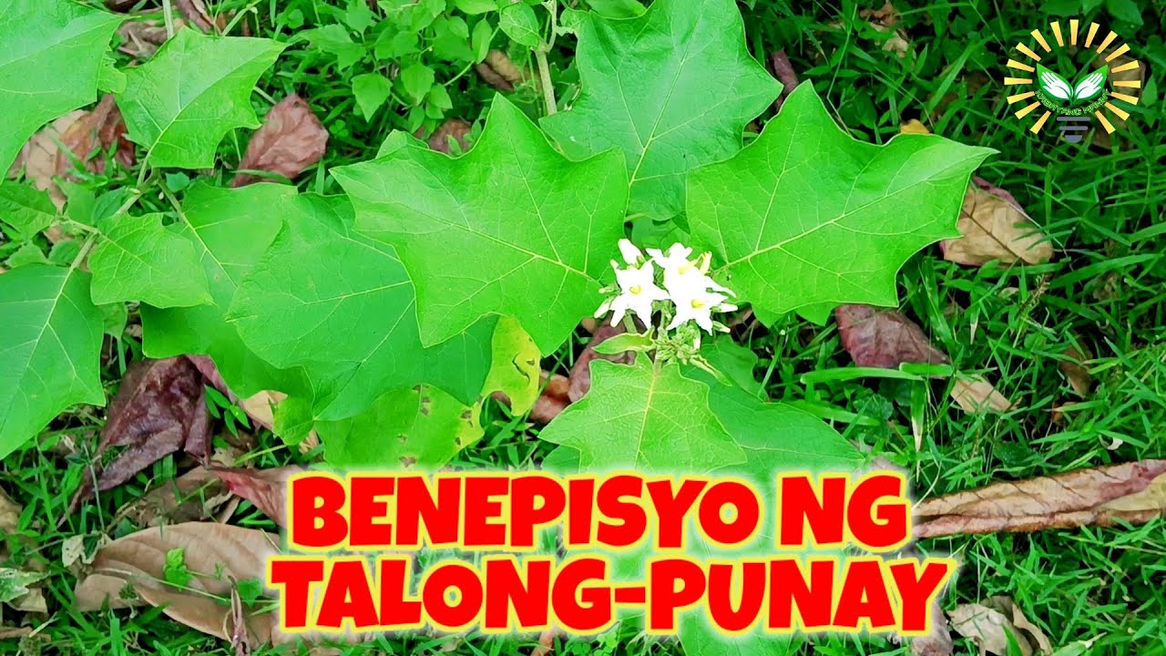 Talong punay o Talampunay - YouTube
