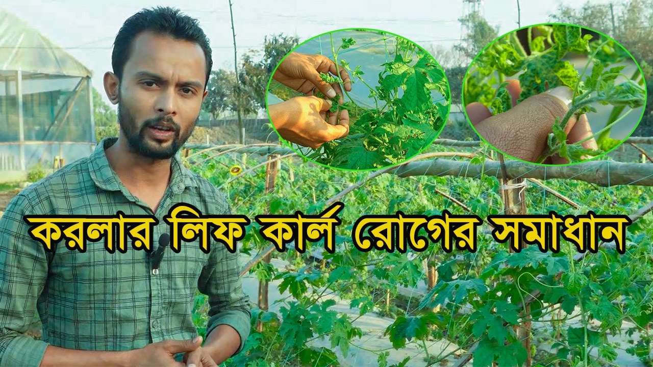 করলার লিফ কার্ল রোগ সমাধান ।।Corolla leaf curl disease solution ...