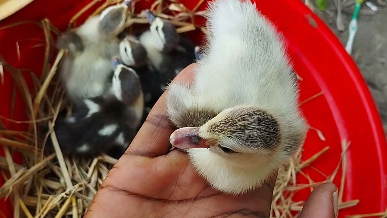 How to cina hash baby | How to hash baby | How to funny hash videos ...