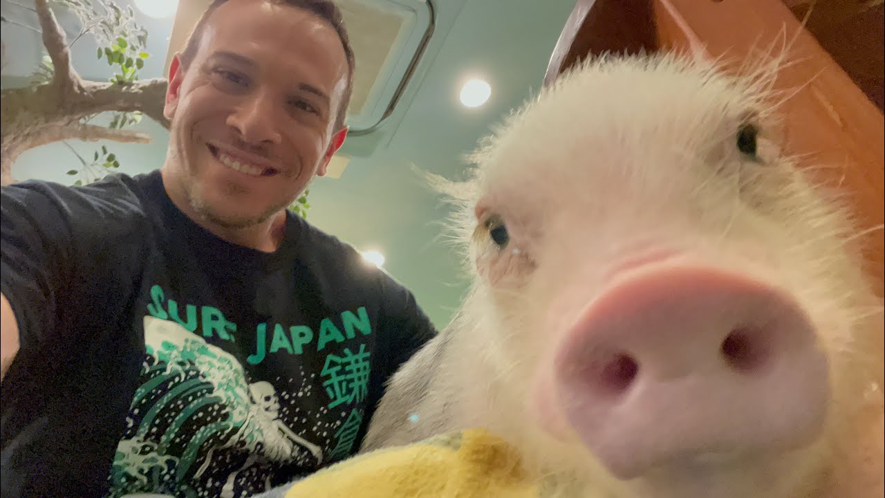 Japan's Micro Pig Cafe Experience (Mipig cafe Harajuku) マイピッグカフェ 原宿店 ...