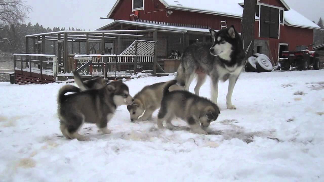 Kennel Tiguaq's Alaskan Malamute Puppies - YouTube