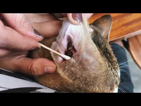 Ears Wax Removal Routine for Senior Cat | Cat Hugged owner during the ...