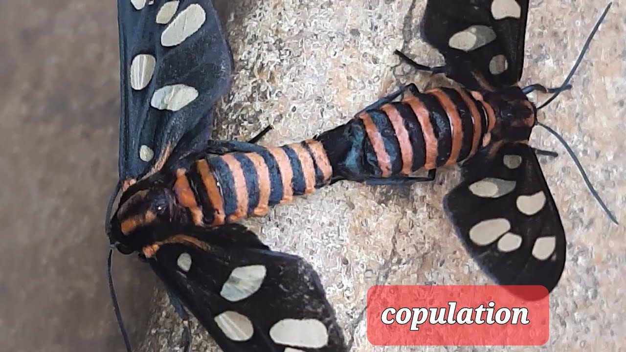 Copulation meaning - YouTube