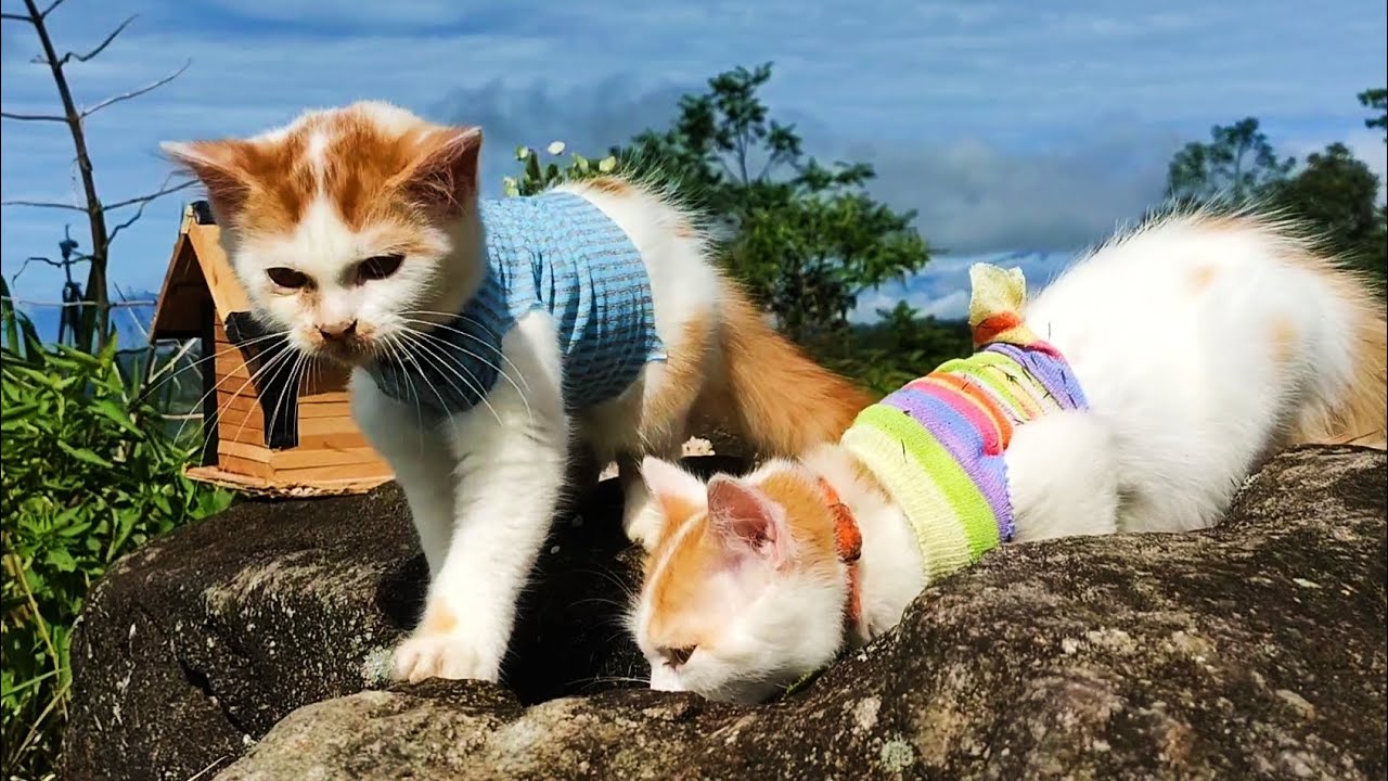 CUTE kitten cats - funny moments cats - Suara Binatang Lucu - part 03 ...