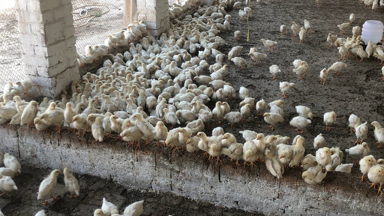 Poultry Farming Business in a Pakistan | Layer Chicks | Hen Farming ...