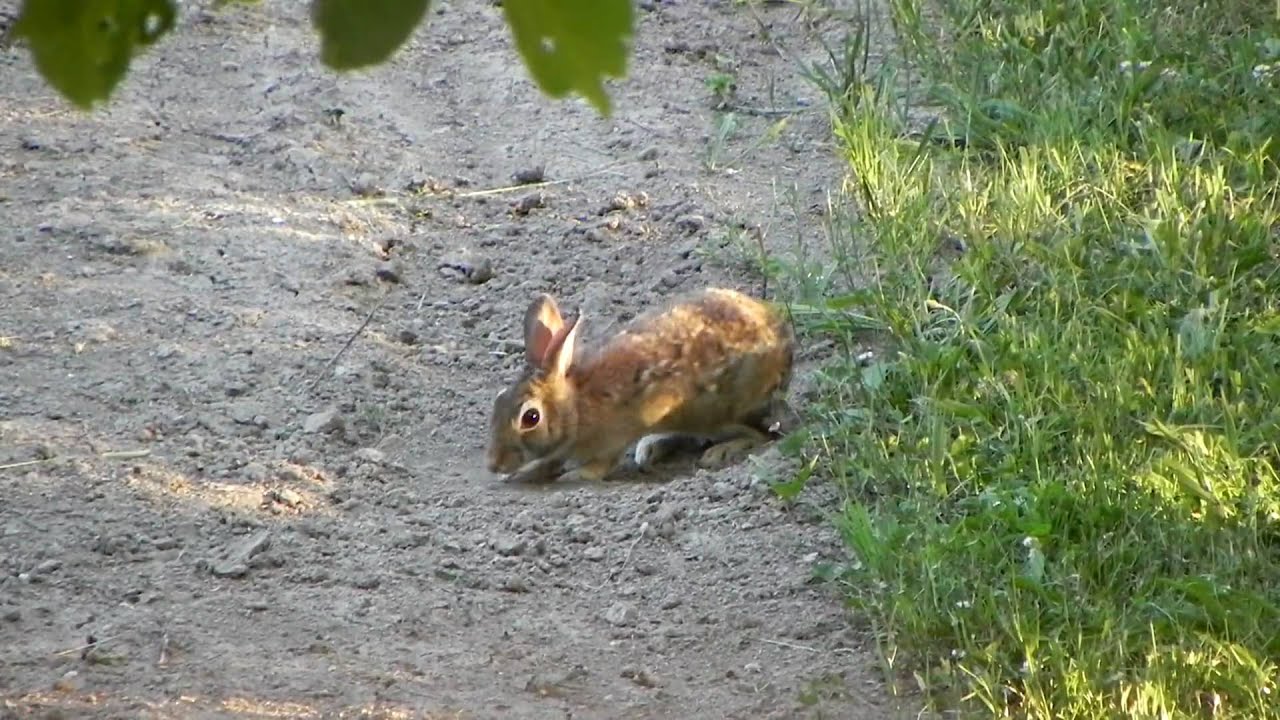 Young Jack Rabbit Dust Bathing - YouTube