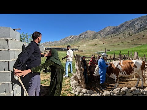 **Artificial Insemination on Our Farm… Then We Heard Shocking News**
