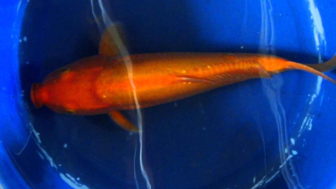 18" Doitsu Benigoi pond koi fish - YouTube