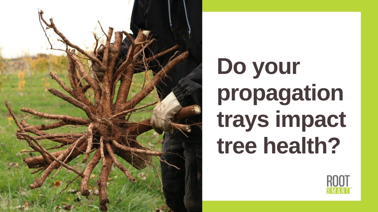 Propagation trays play a vital role in tree health - YouTube