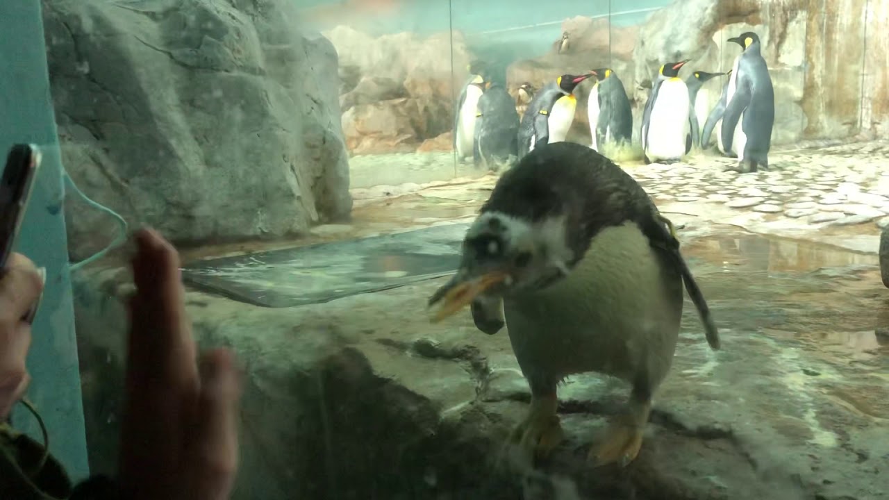 Smart penguin - YouTube
