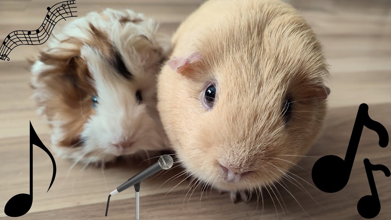Cavy songs: The truest song about guinea pigs. - YouTube