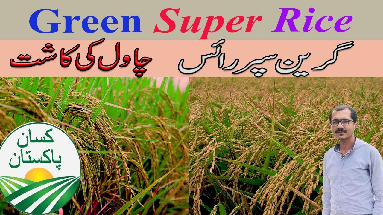 Green Super Rice In Pakistan | Green Super Rice Varieties | Rice ...
