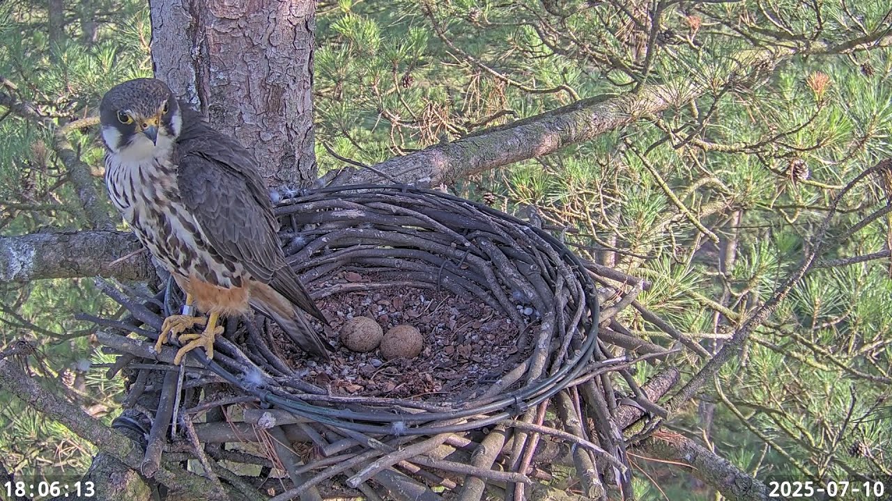 Dorset Live Hobby nest 2025 hatching - YouTube
