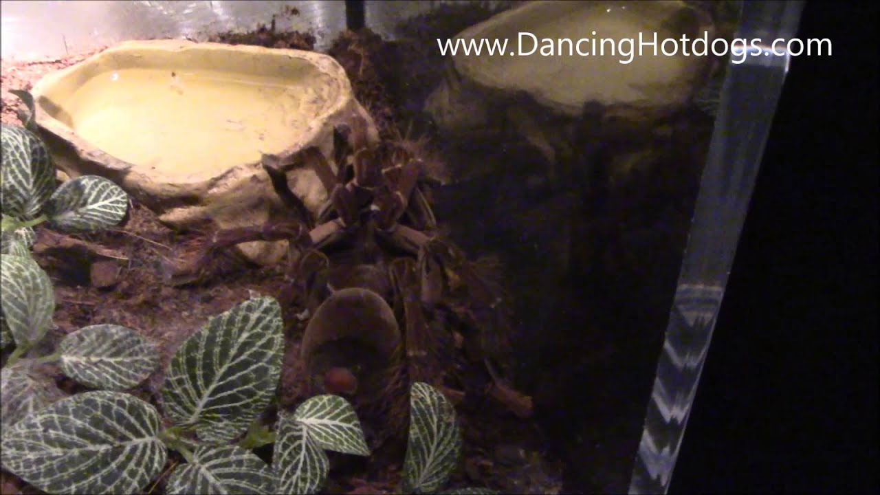 American Museum of Natural History 2014 Spiders Alive! Exhibit - YouTube