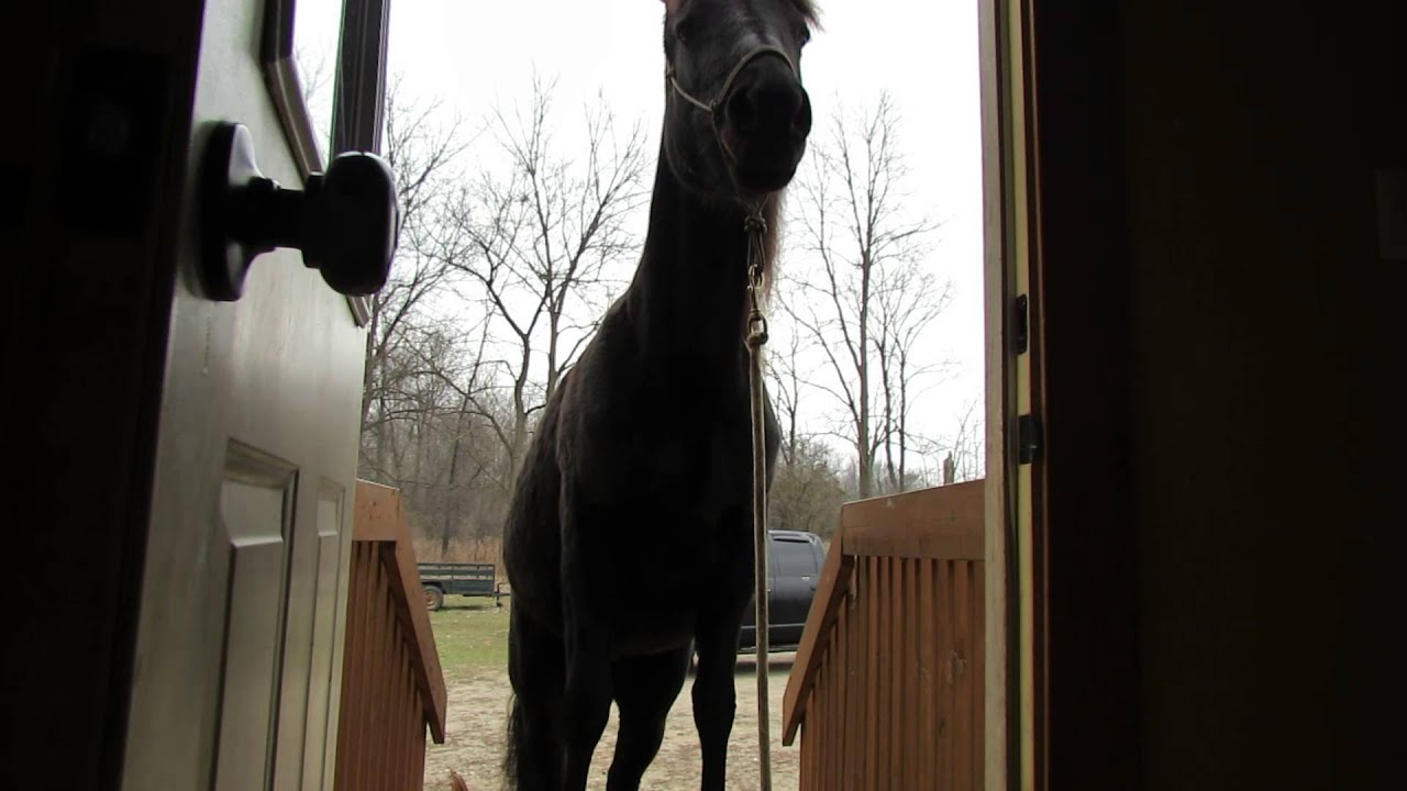 Horse in the house - YouTube