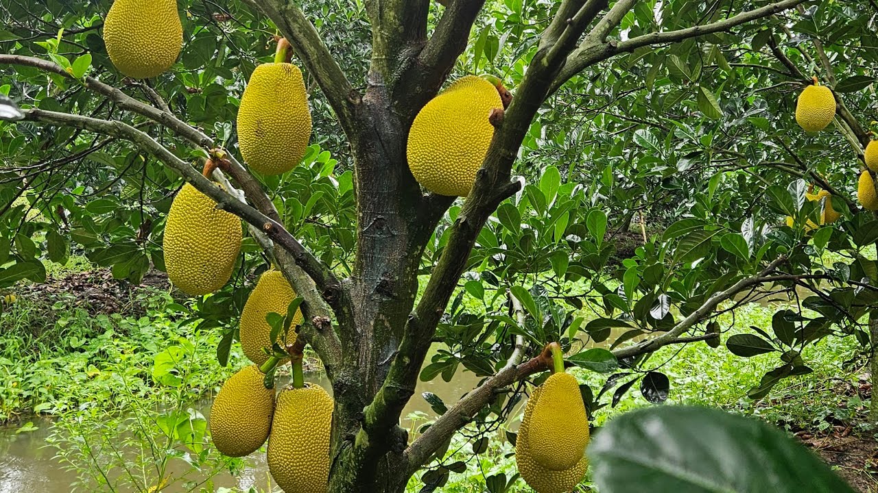 Cách Nuôi Trái Mít Indo Ruột Đỏ Xơ Vàng và Phun Tẩy Gai Sáng Trái - YouTube