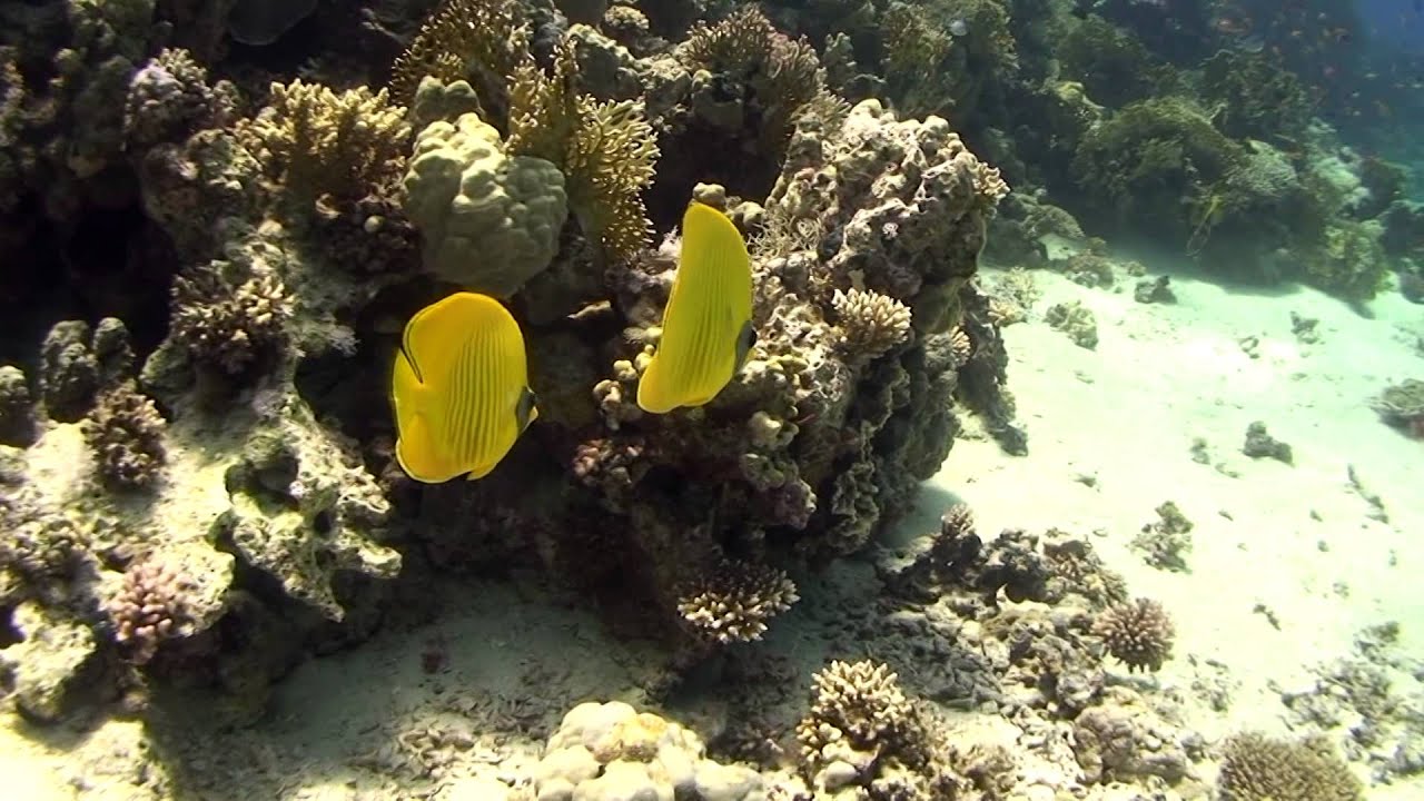 "Punase mere sukeldumisreis" - YouTube